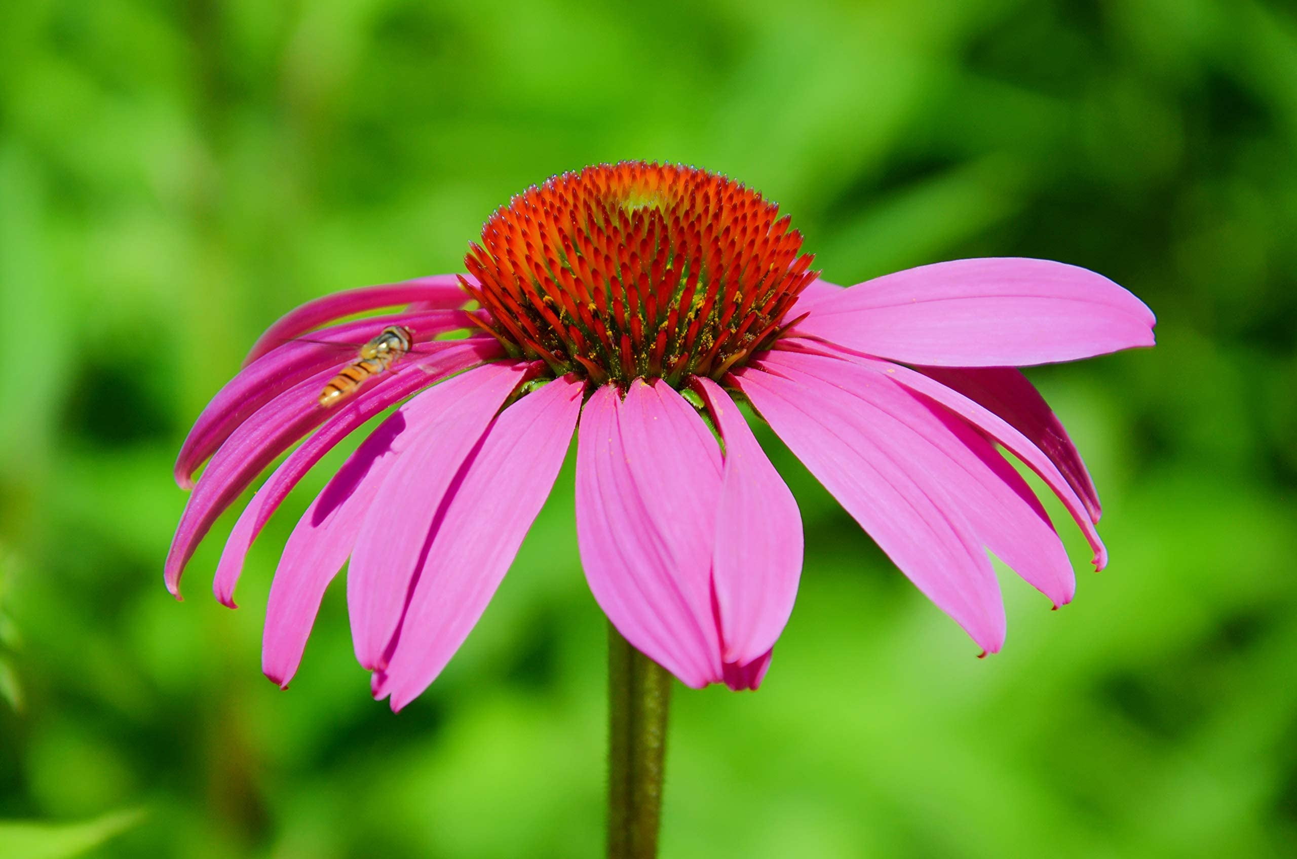 250+ Purple Coneflower Seeds for Planting | Excellent Butterfly Flower ...