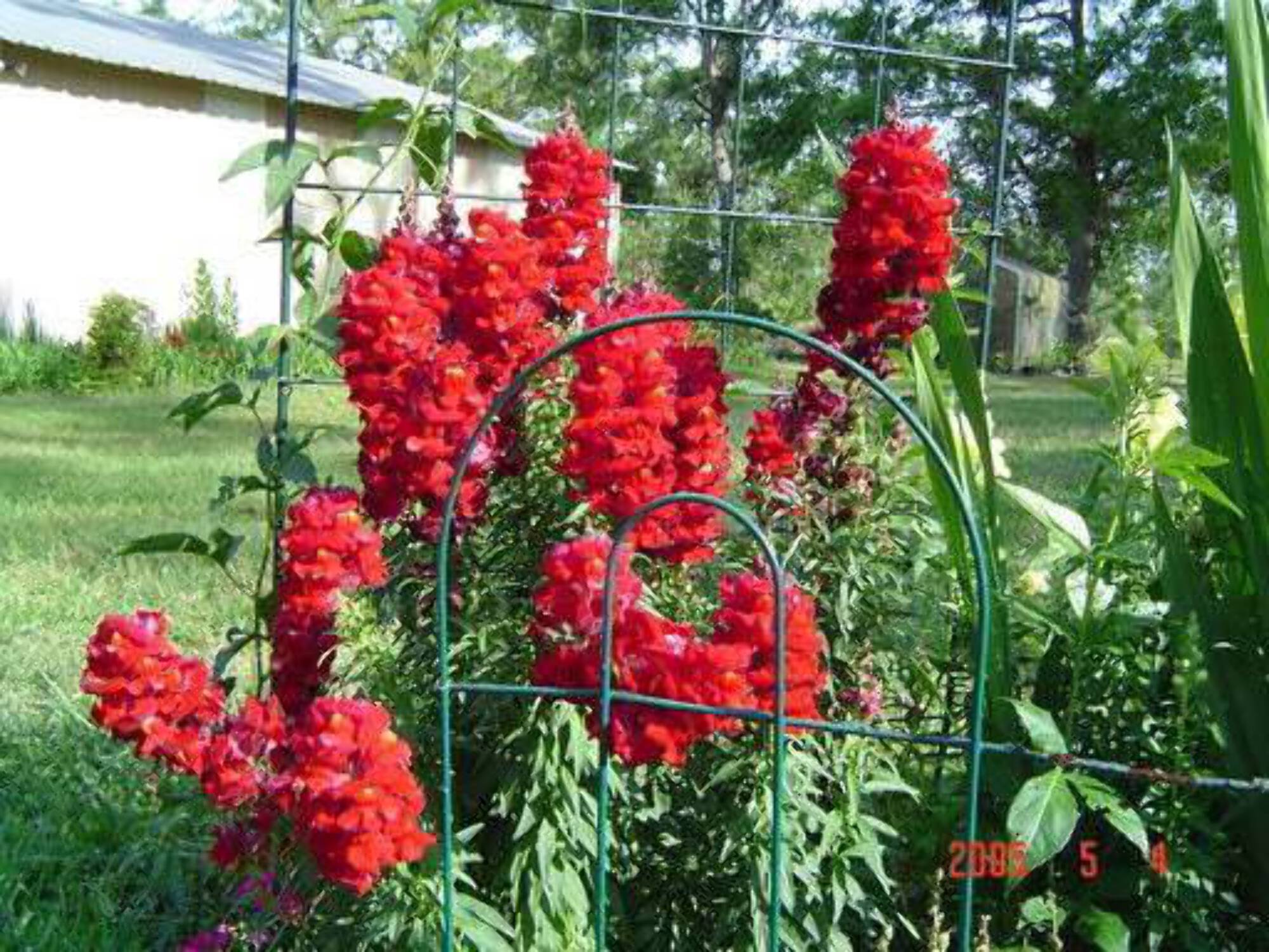 250 RUBY RED SNAPDRAGON Antirrhinum Majus Flower Seeds - Walmart.com