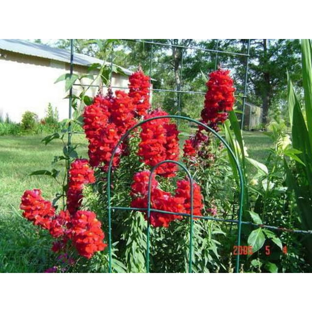 250 RUBY RED SNAPDRAGON Antirrhinum Majus Flower Seeds - Walmart.com