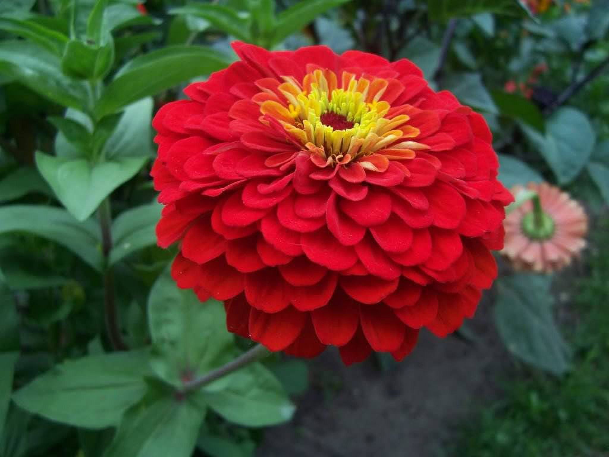 250 Red CHERRY QUEEN ZINNIA Elegans Flower Seeds - Walmart.com