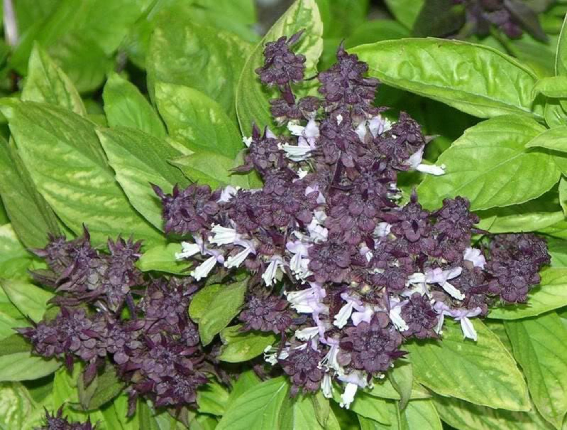 250 SIAM QUEEN Thai BASIL Ocimum Thyrsiflora Herb Flower Seeds ...