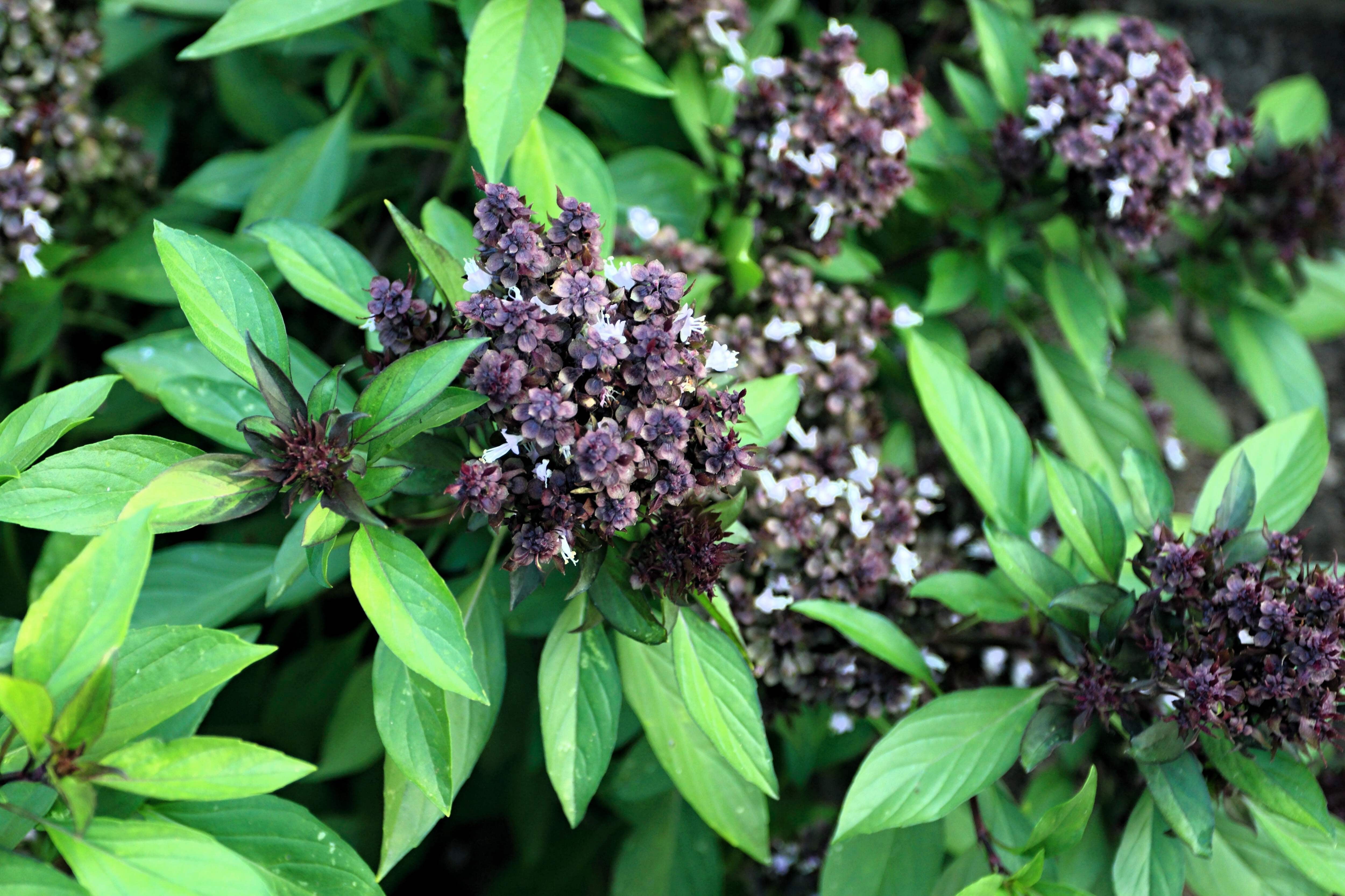 250 SIAM QUEEN Thai BASIL Ocimum Thyrsiflora Herb Flower Seeds ...