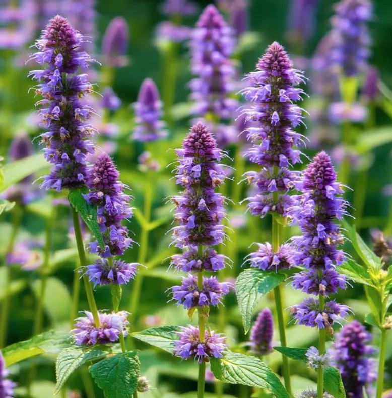 250 Seeds Anise Hyssop Seeds for Planting, Agastache Foeniculum Seeds ...