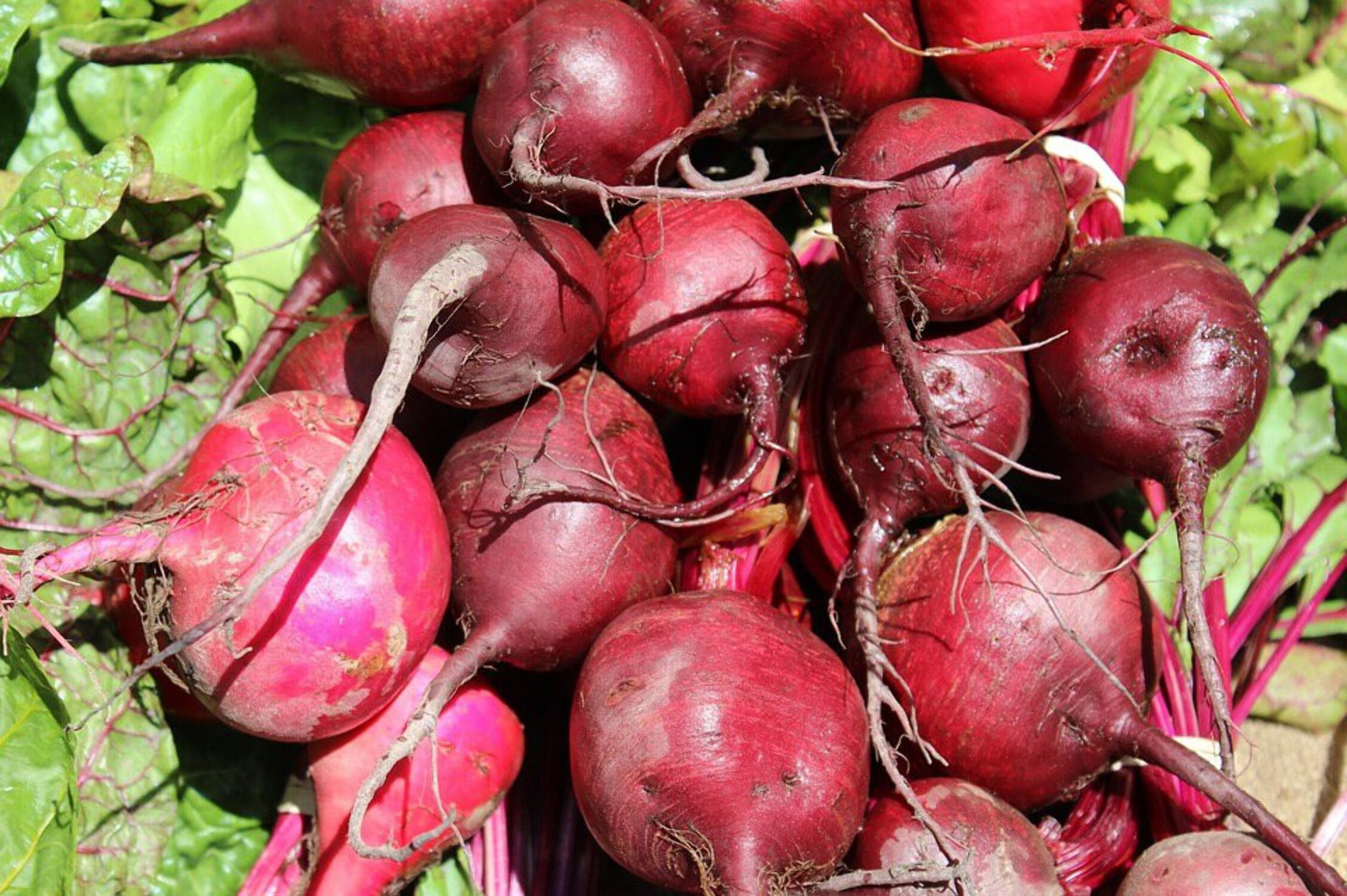 250 Seeds EARLY WONDER BEET Beta Vulgaris Vegetable Seeds - Walmart ...