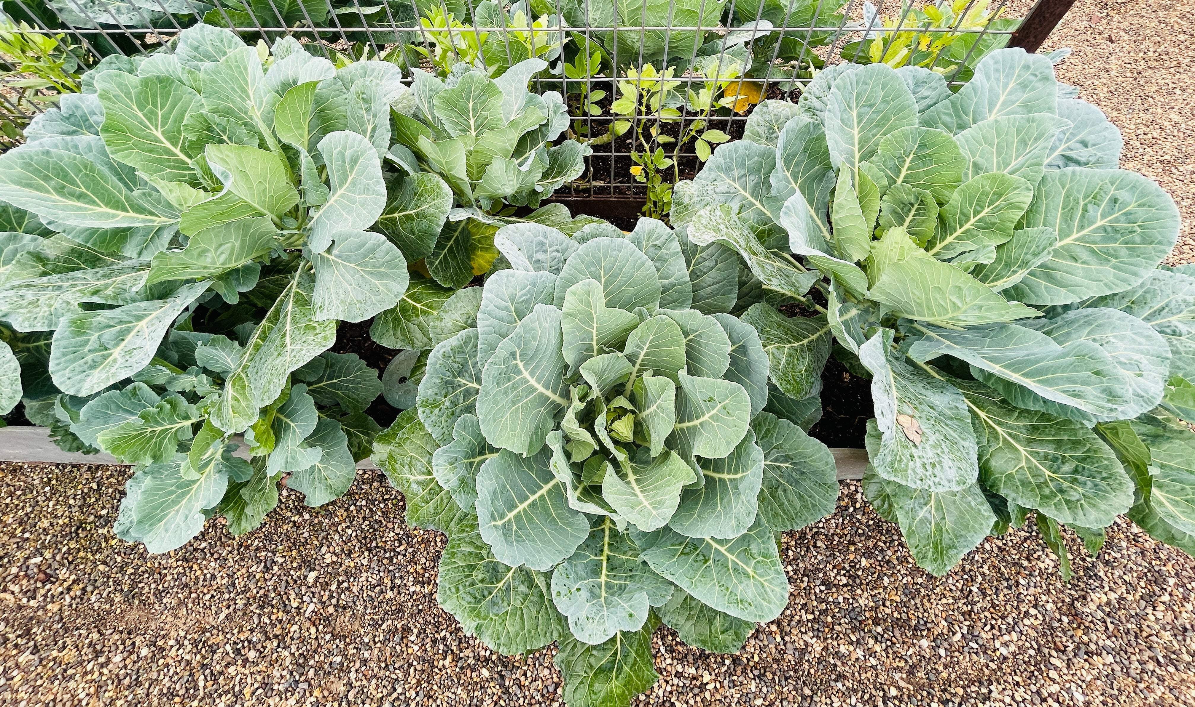 250 Seeds VATES COLLARDS Collard Greens Brassica Oleracea Acephala ...