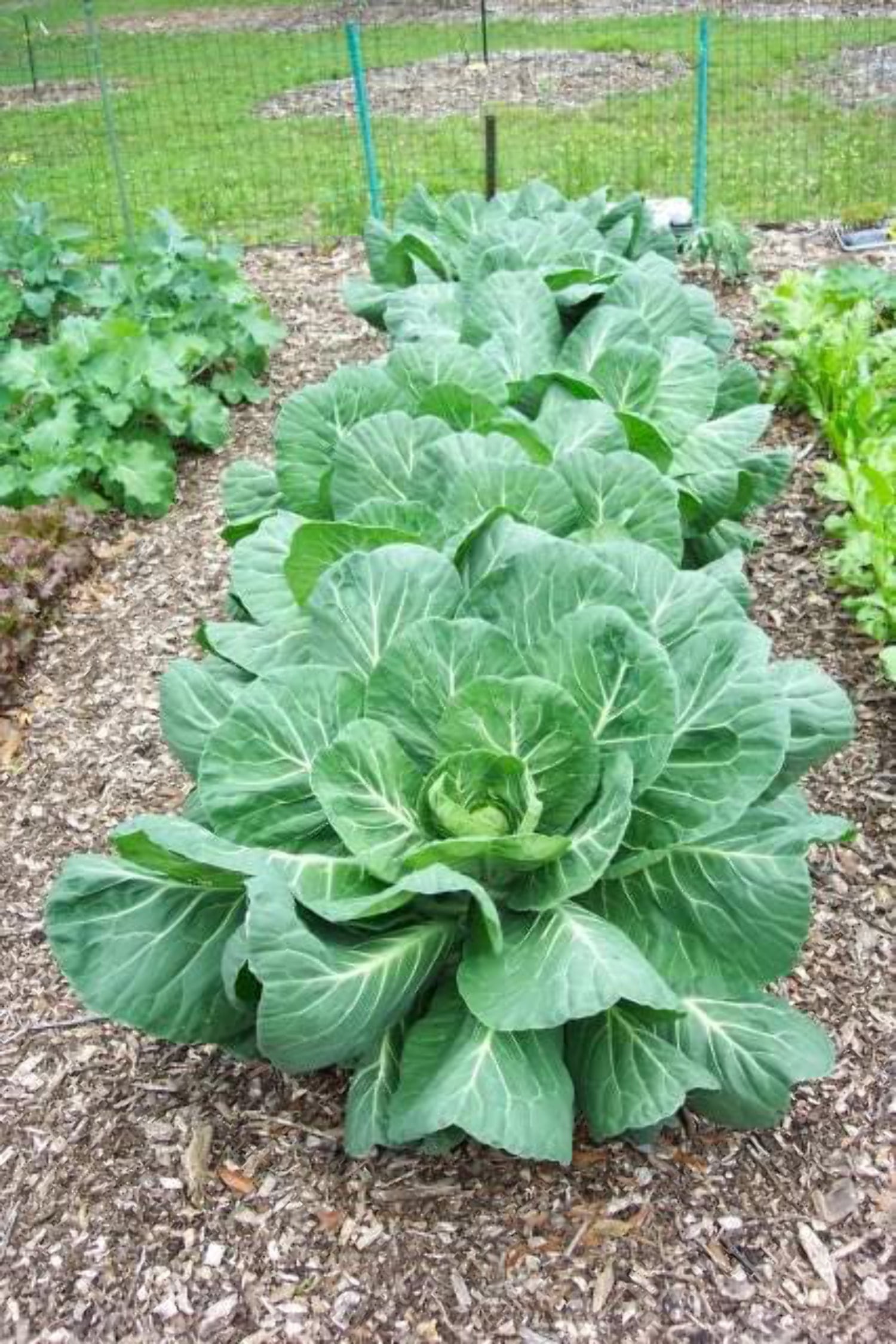 250 Seeds VATES COLLARDS Collard Greens Brassica Oleracea Acephala ...