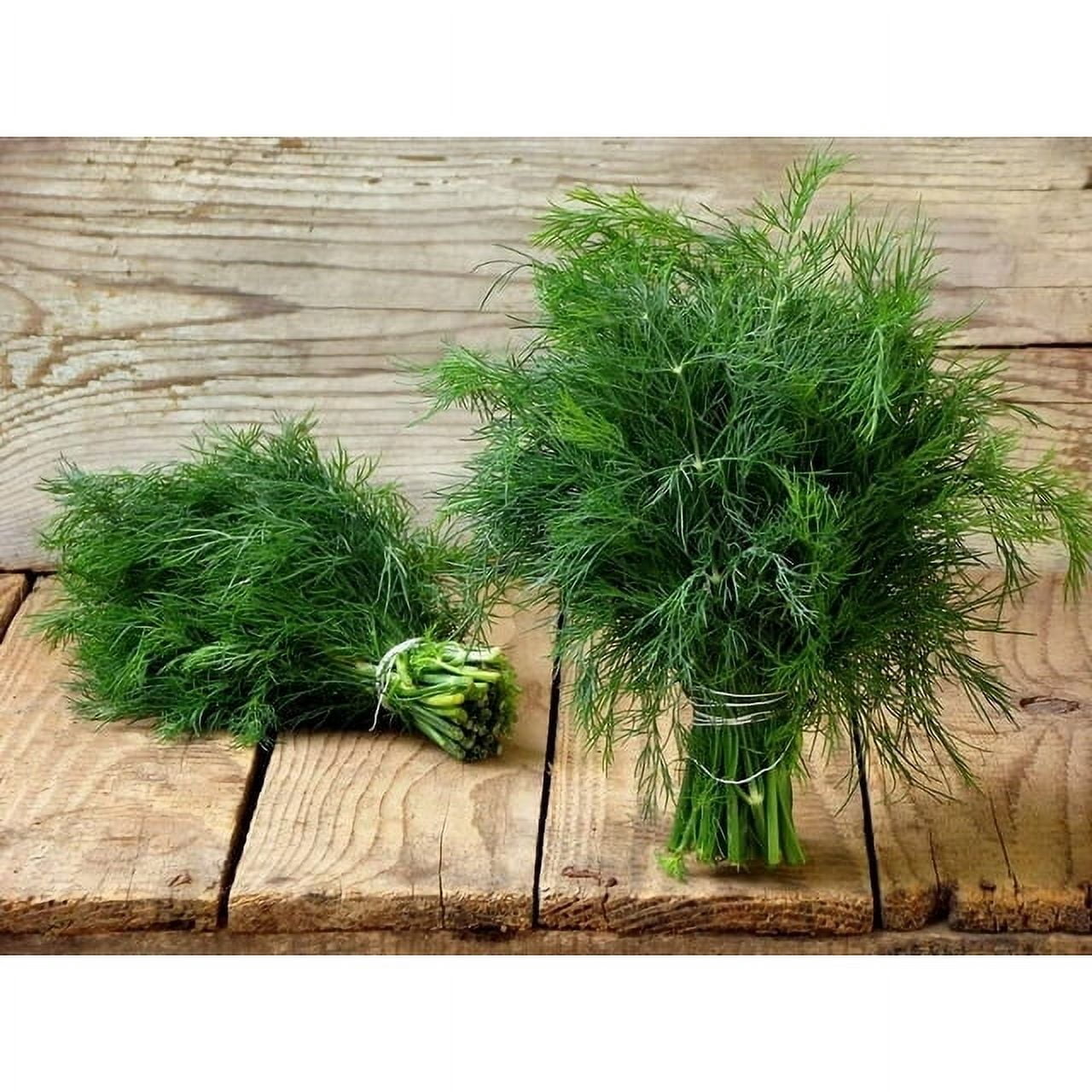 250 Unit Pack SOYA Saag Dill Culinary Unit by (1 pack ) | Outdoor/yard ...