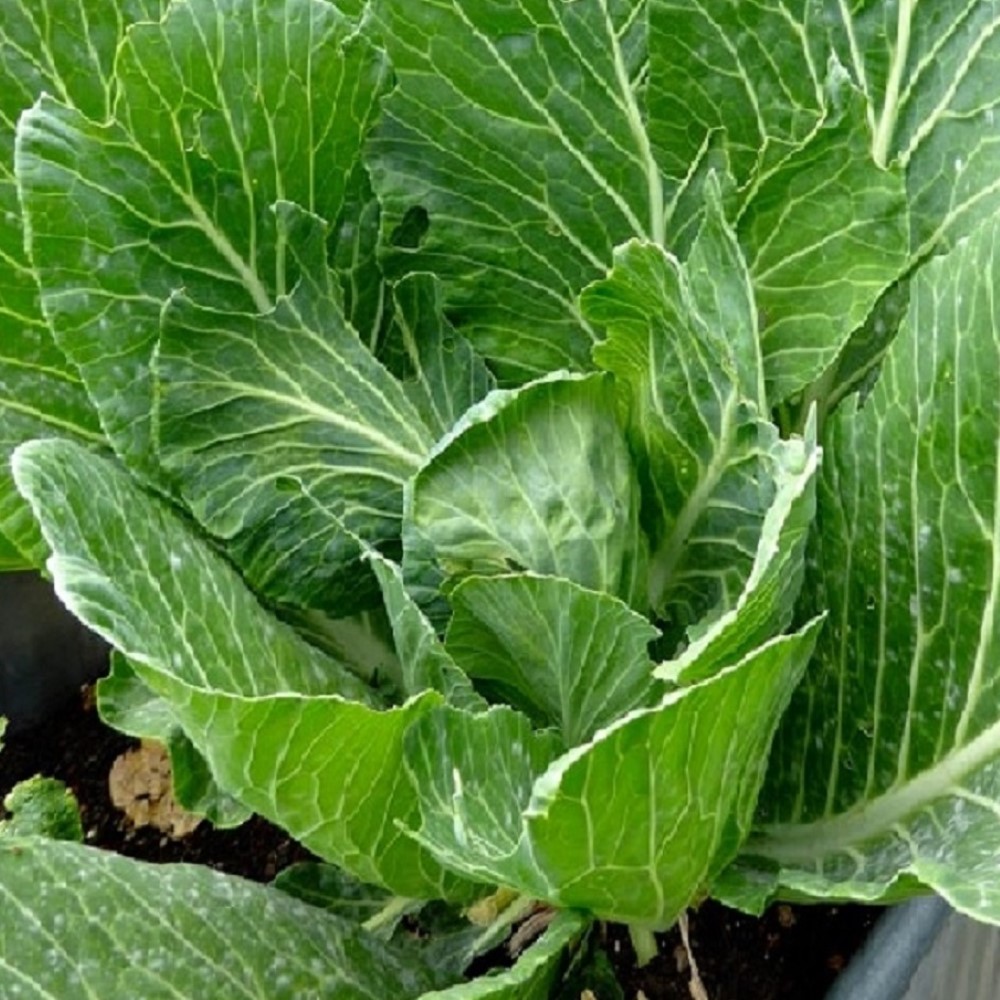 250 Vates Collards Seeds | NON-GMO | Fresh Heirloom Garden Seeds ...