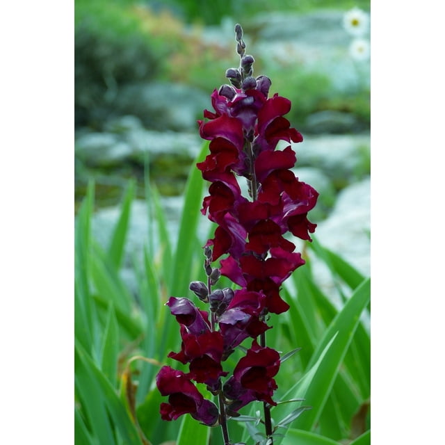 250 ' WELCOME ' SNAPDRAGON Antirrhinum Majus Dark Crimson Red Near ...