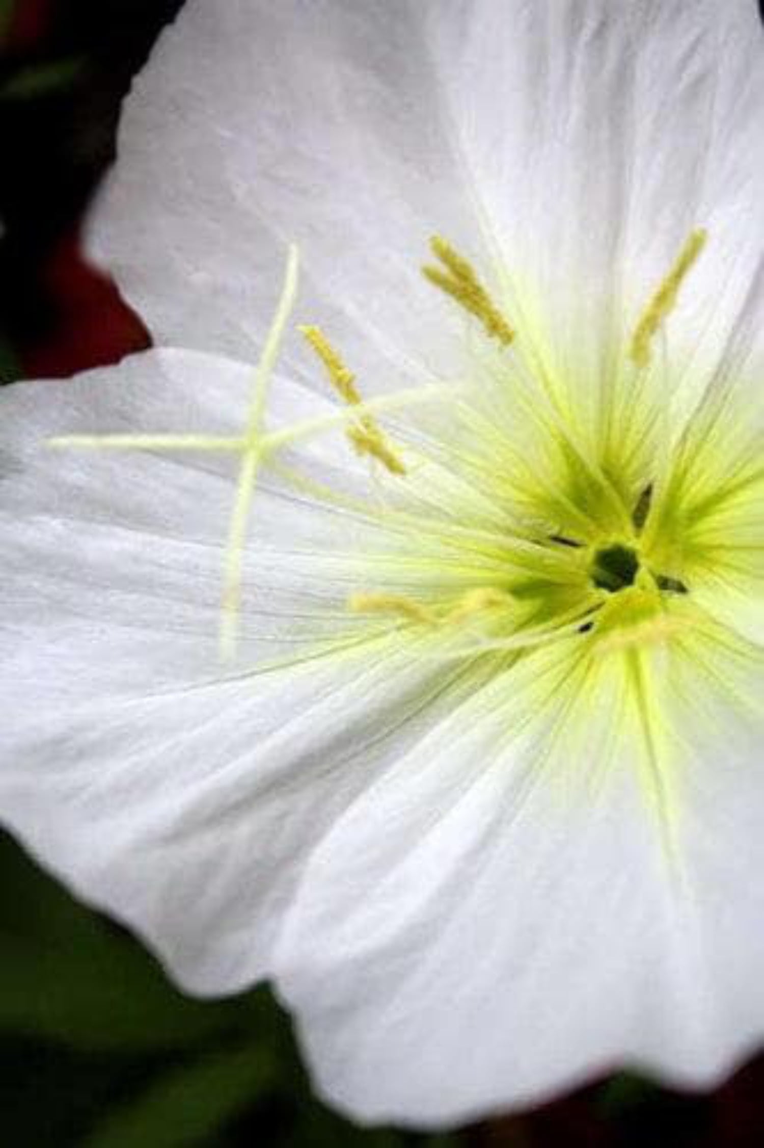 250 WHITE Pale EVENING PRIMROSE (White Buttercup / Sundrops) Oenothera ...