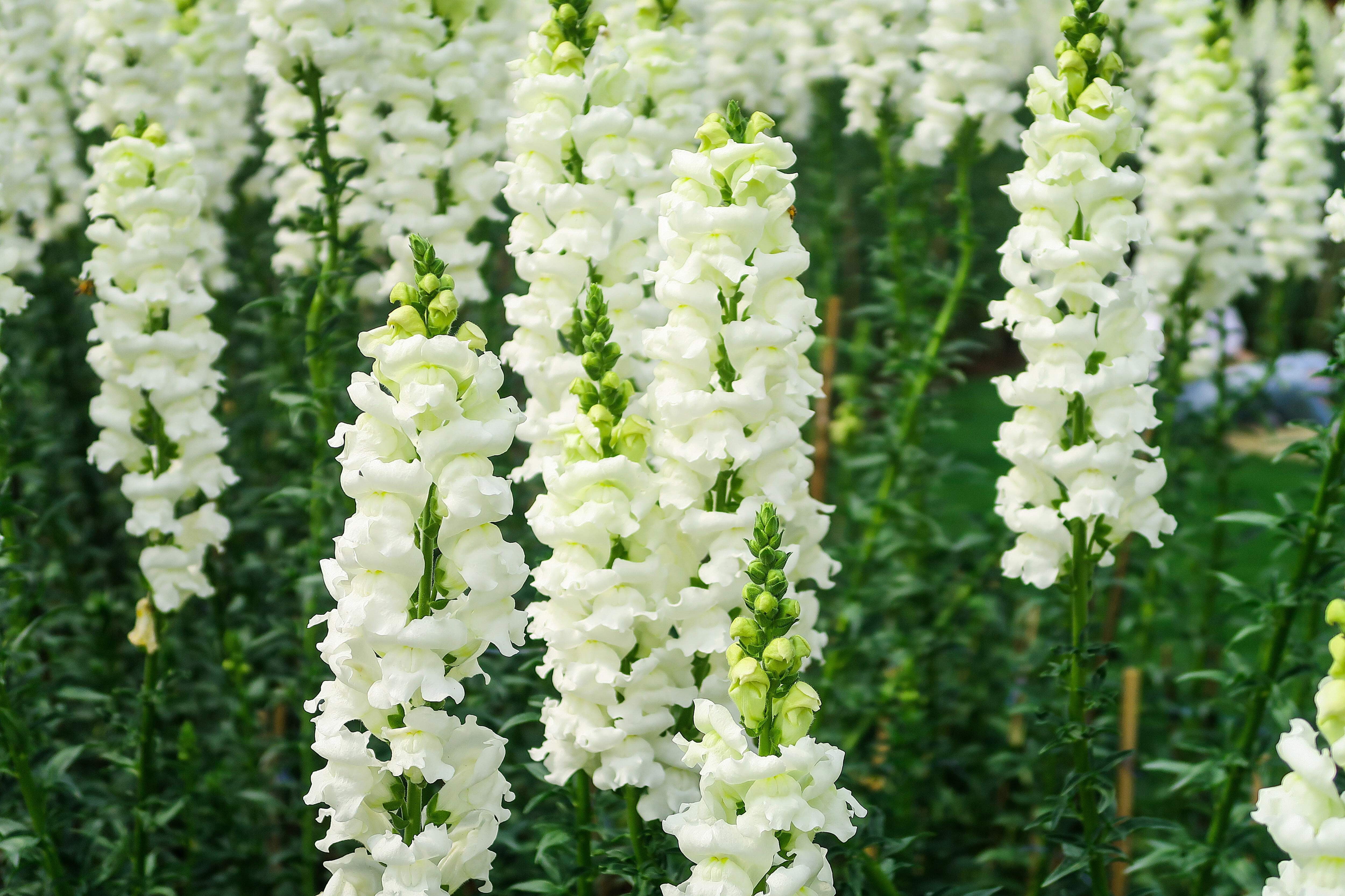 250 WHITE SNOWFLAKE SNAPDRAGON Antirrhinum Majus Flower Seeds - Walmart.com