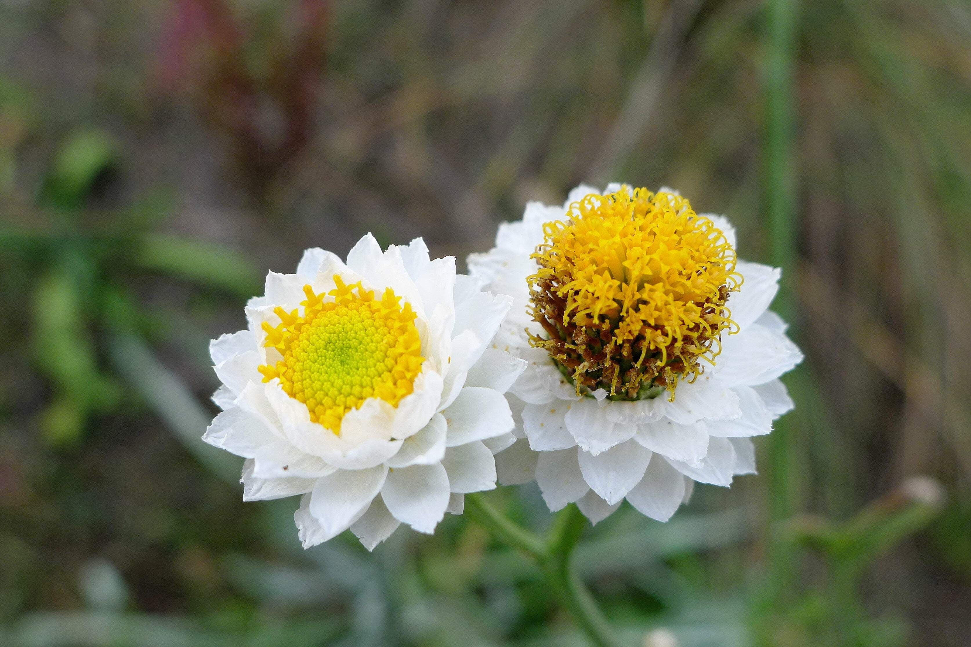 250 WHITE WINGED EVERLASTING Ammobium Alatum Flower Seeds - Walmart.com