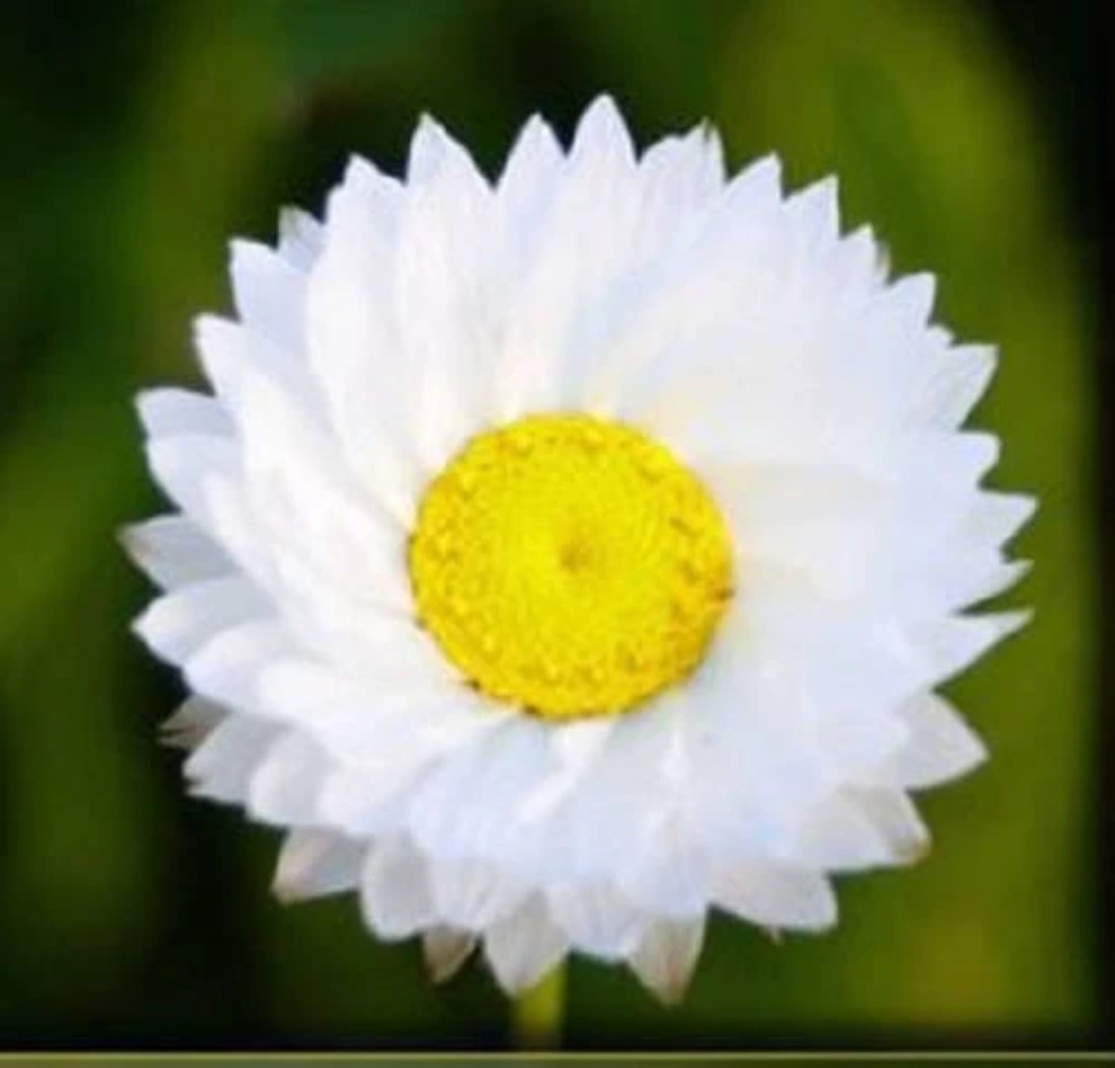 250 WHITE WINGED EVERLASTING Ammobium Alatum Flower Seeds - Walmart.com