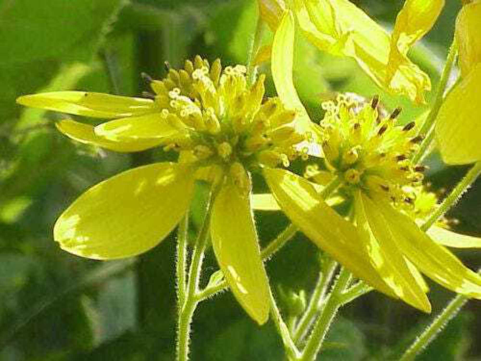 250 WINGSTEM / YELLOW IRONWEED Verbesina Alternifolia Flower Seeds ...