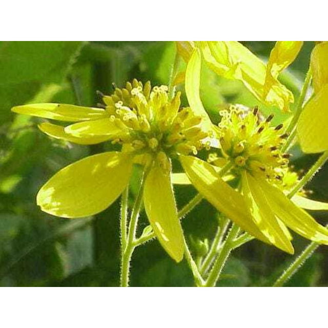 250 WINGSTEM / YELLOW IRONWEED Verbesina Alternifolia Flower Seeds ...
