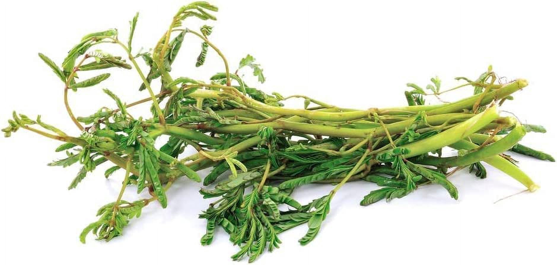250 Water Mimosa Seeds for Planting- MTN1 Hat Rau Rut - AKA. Sensitive ...
