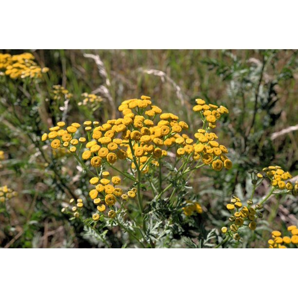 250 Yellow GOLDEN AGERATUM Lonas Inodora Flower Seeds - Walmart ...