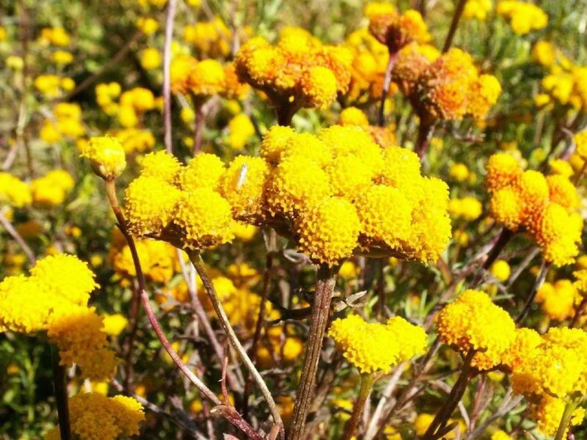 250 Yellow GOLDEN AGERATUM Lonas Inodora Flower Seeds - Walmart.com