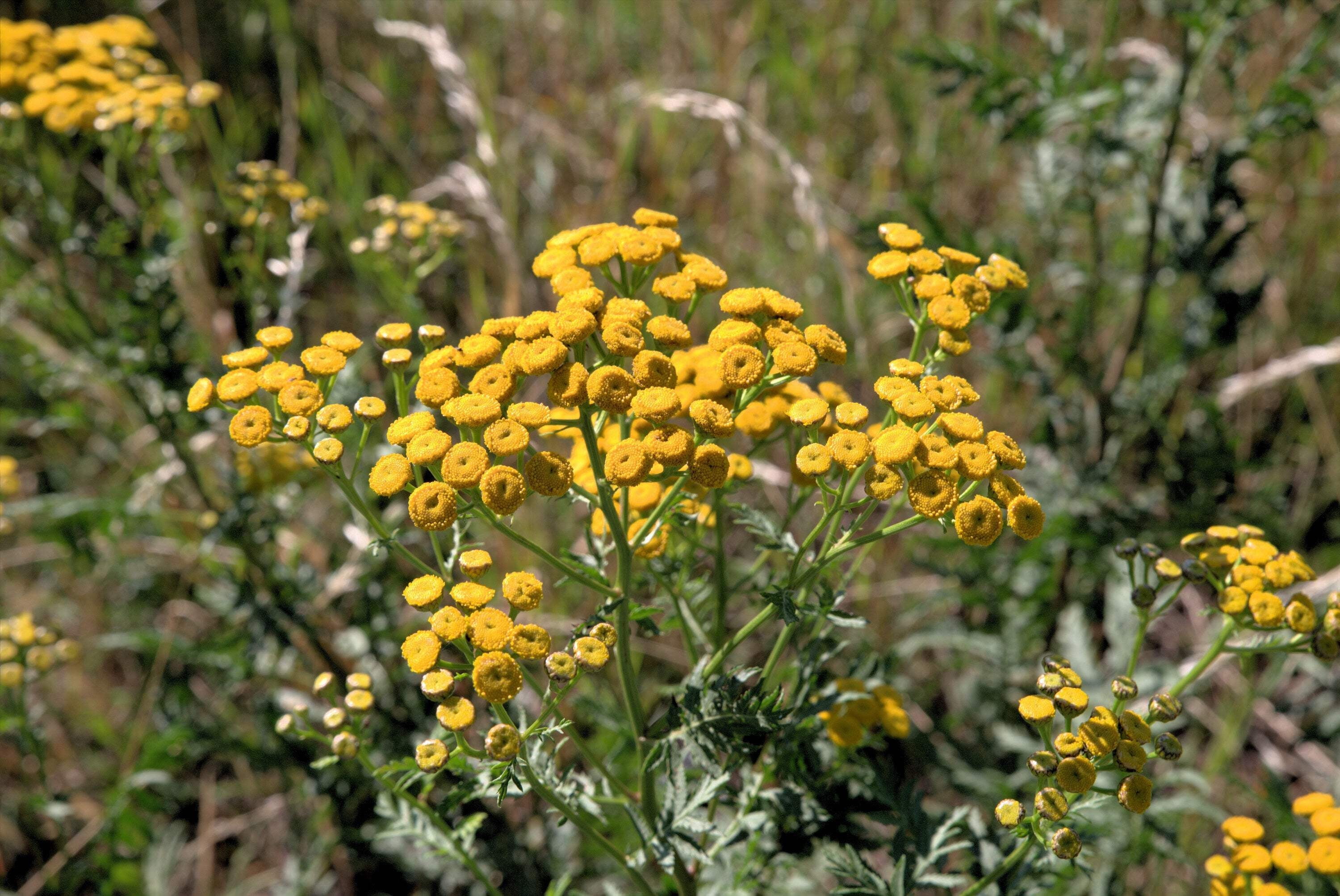 250 Yellow GOLDEN AGERATUM Lonas Inodora Flower Seeds - Walmart.com