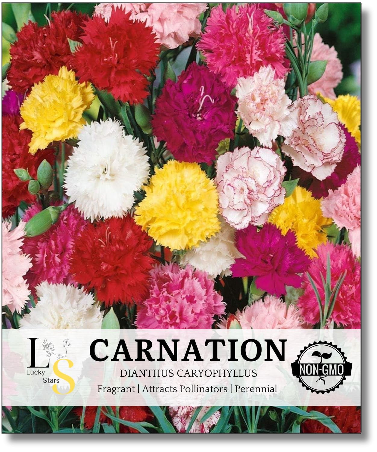 2500 Mixed Carnation TWE5 Flower Seeds for Planting - AKA. Dianthus ...