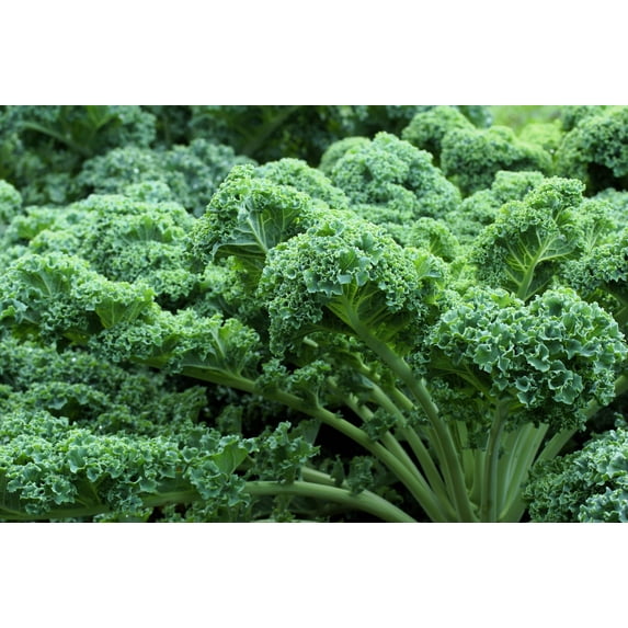 Seedville USA Vates Blue Curled Kale Seeds, 2500 Count, Brassica ...