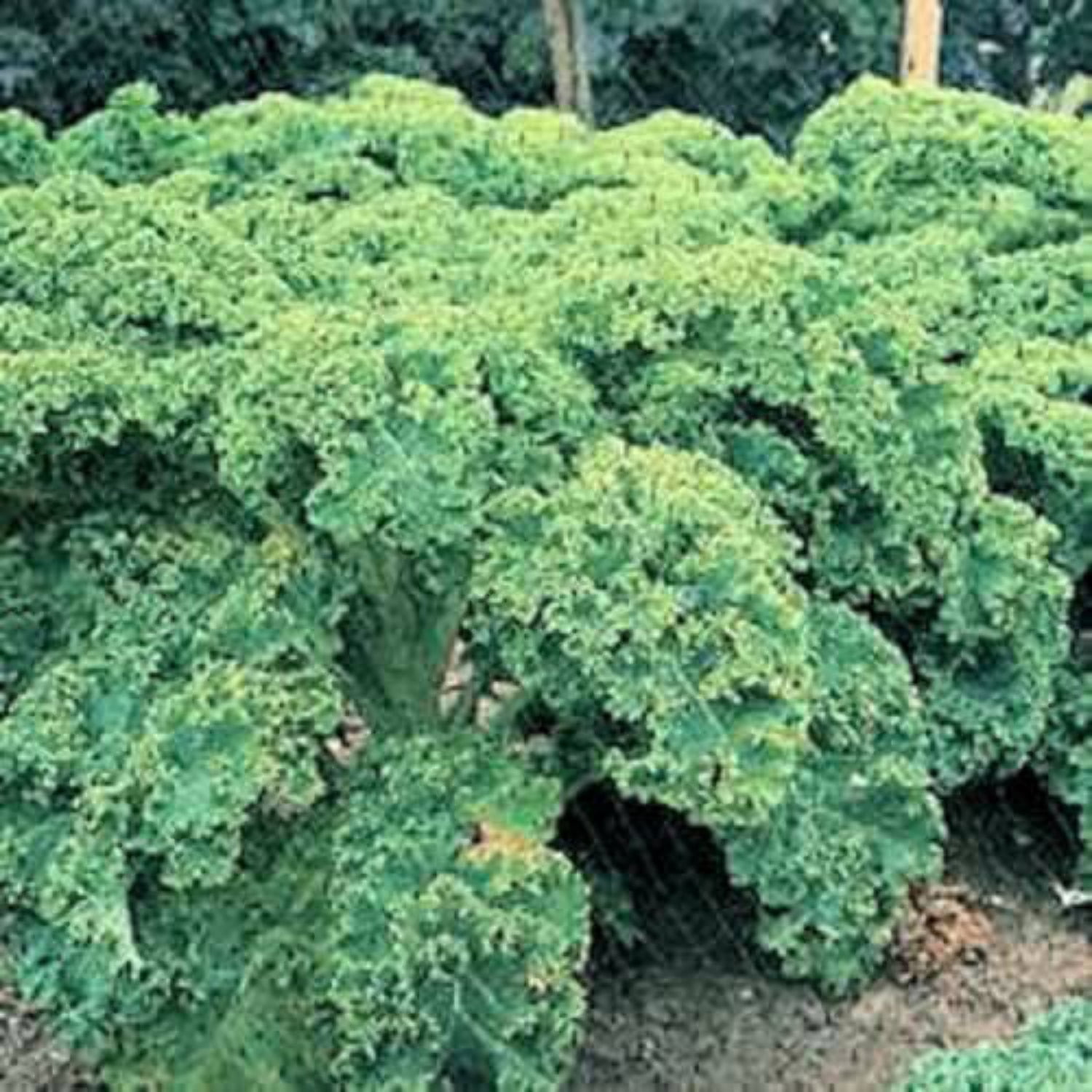 2500 Seeds VATES Blue CURLED KALE / Dwarf Blue Curled Scotch Kale ...