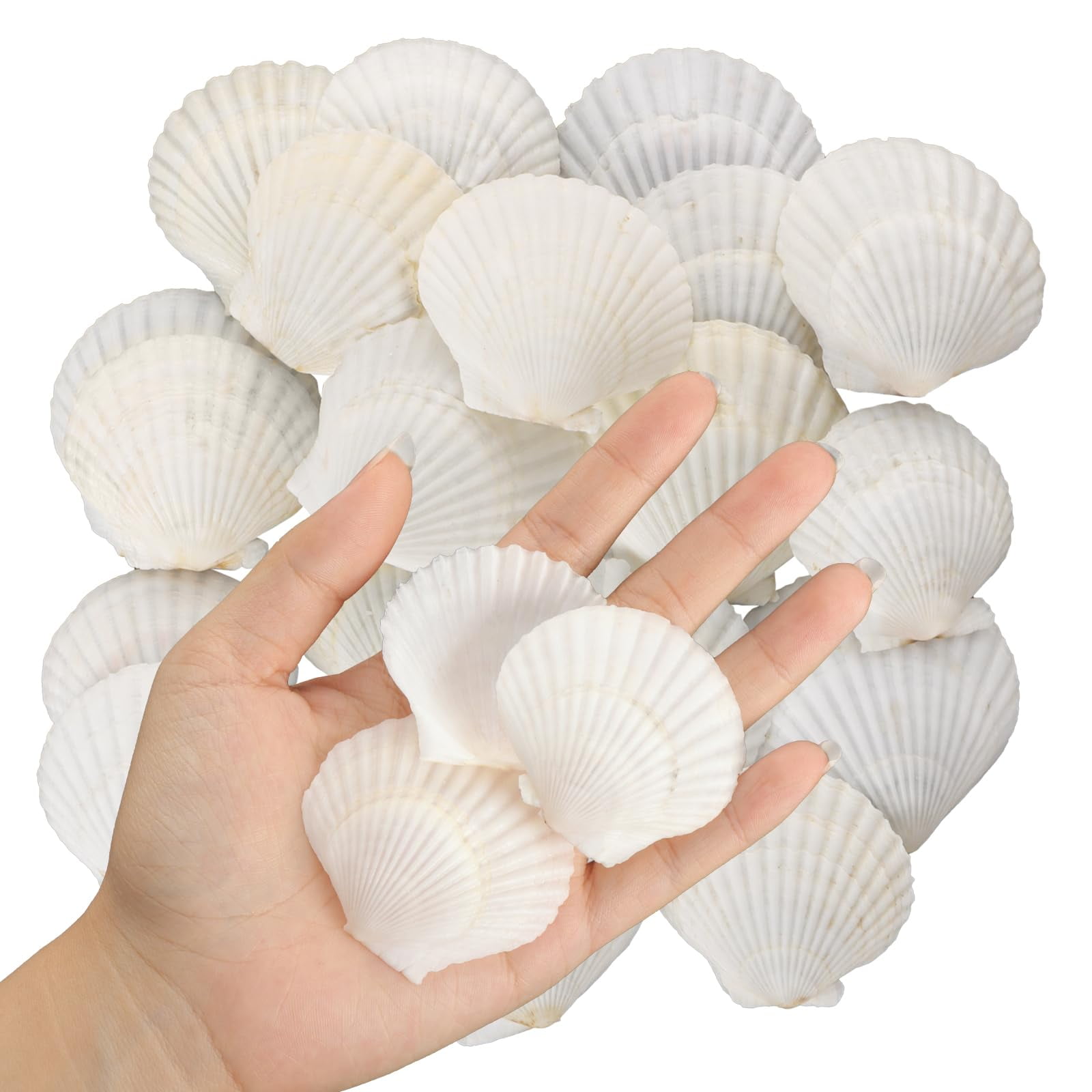 250g White Sea Shells for Decorating Natural Tiny Seashells for ...