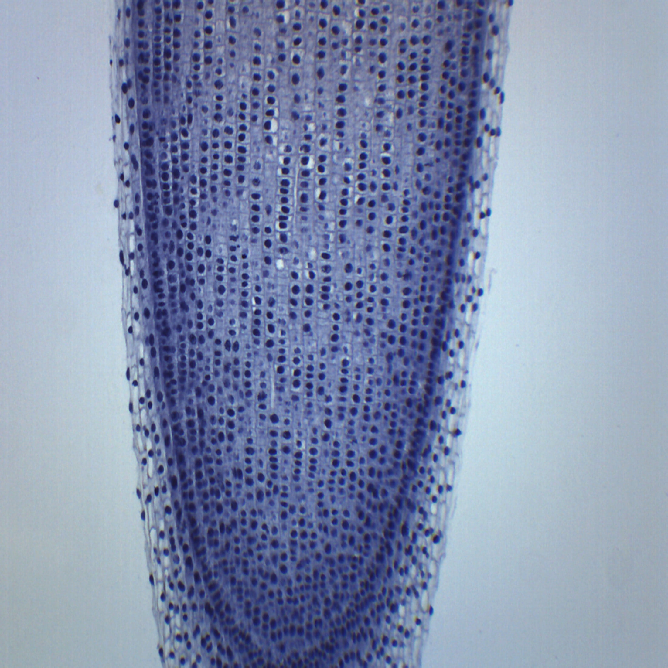 25PK Allium Root Tip, Longitudinal Section - Prepared Microscope Slides ...