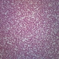 25PK Fish Blood Smear - Prepared Microscope Slides - Classroom Pack, 25 ...