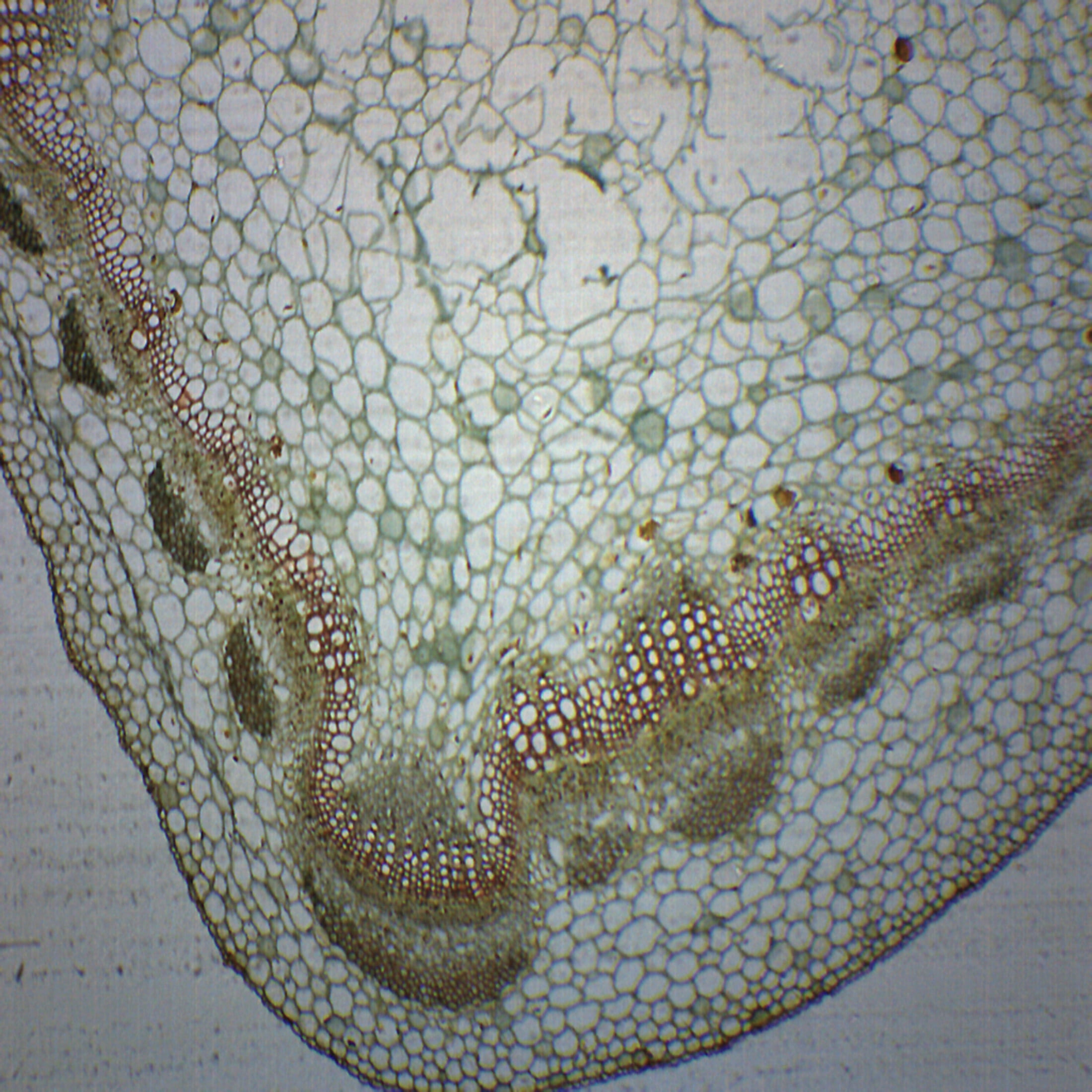 25PK Herbaceous & Woody Stems, Cross Section - Prepared Microscope ...
