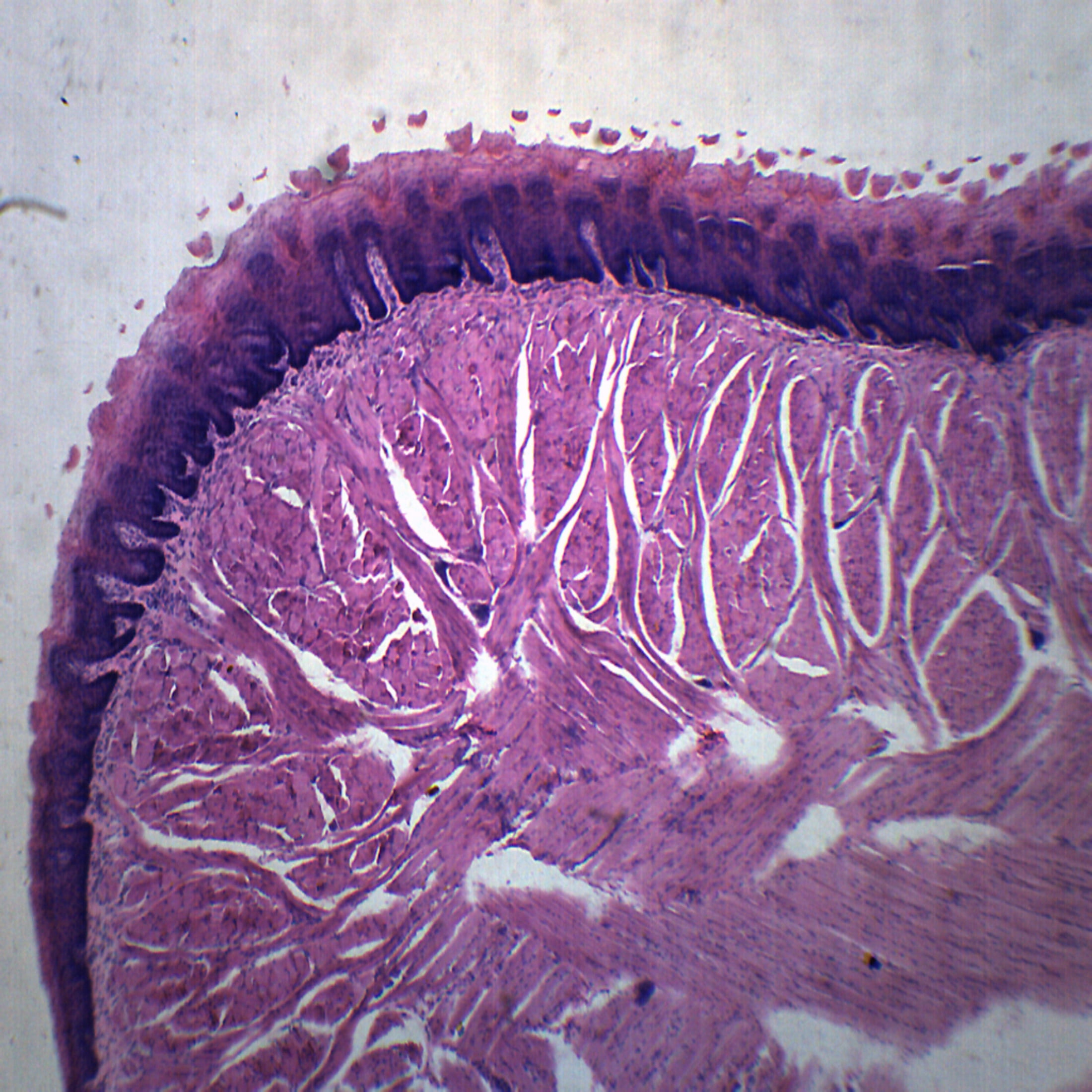 25PK Human Tongue, Cross Section - Prepared Microscope Slides ...