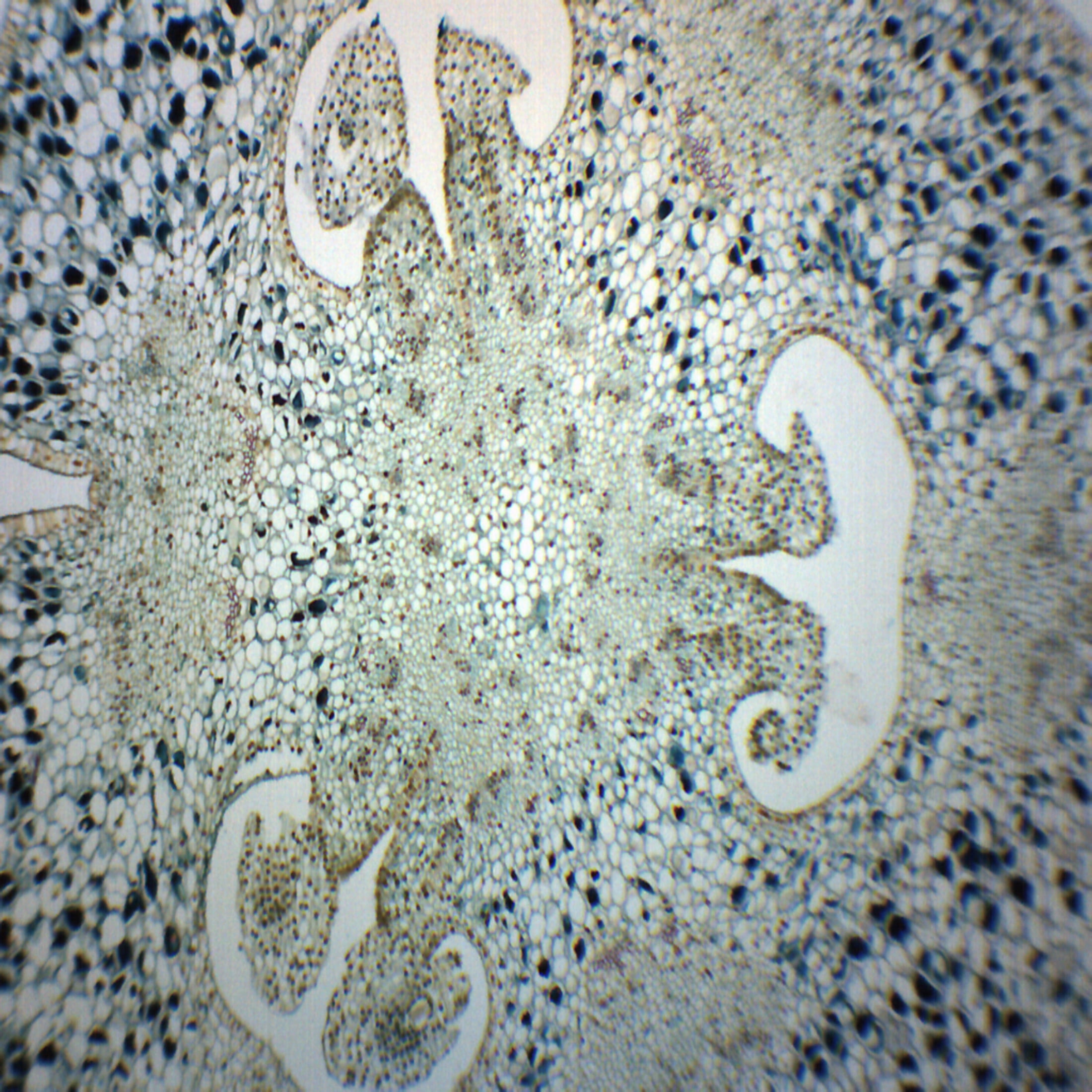 25PK Lilium Ovary - Cross Section - Prepared Microscope Slides ...