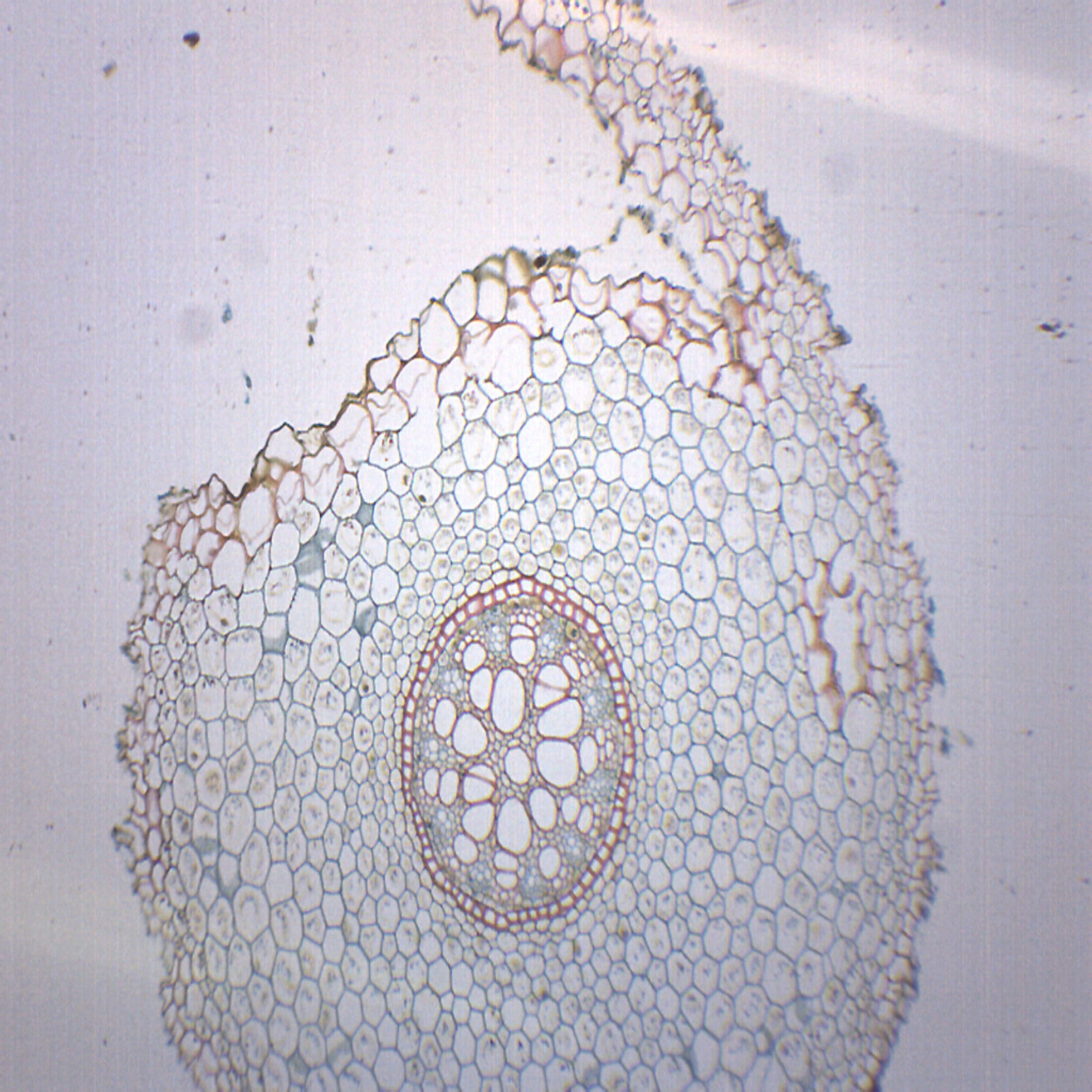 25PK Lilium Root, Cross Section - Prepared Microscope Slides ...