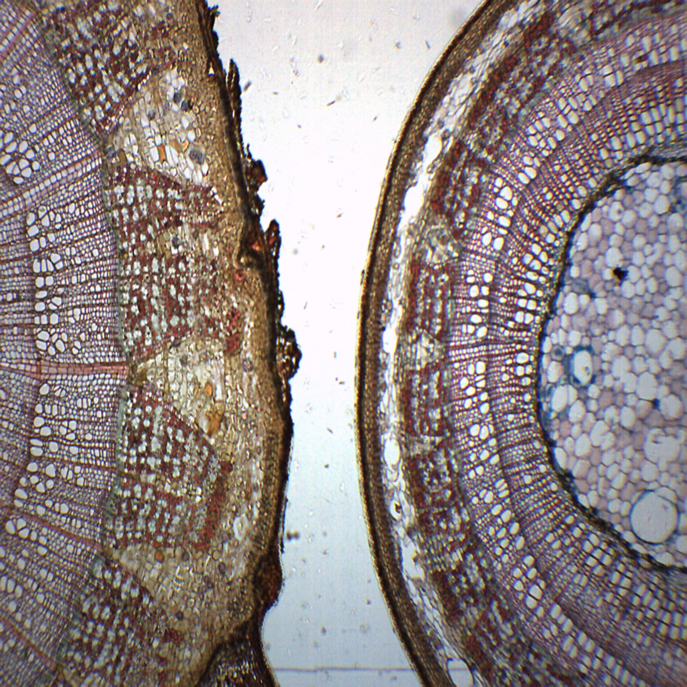 25PK Tilia, 2-3 Year Old Stem - Cross Section - Prepared Microscope ...
