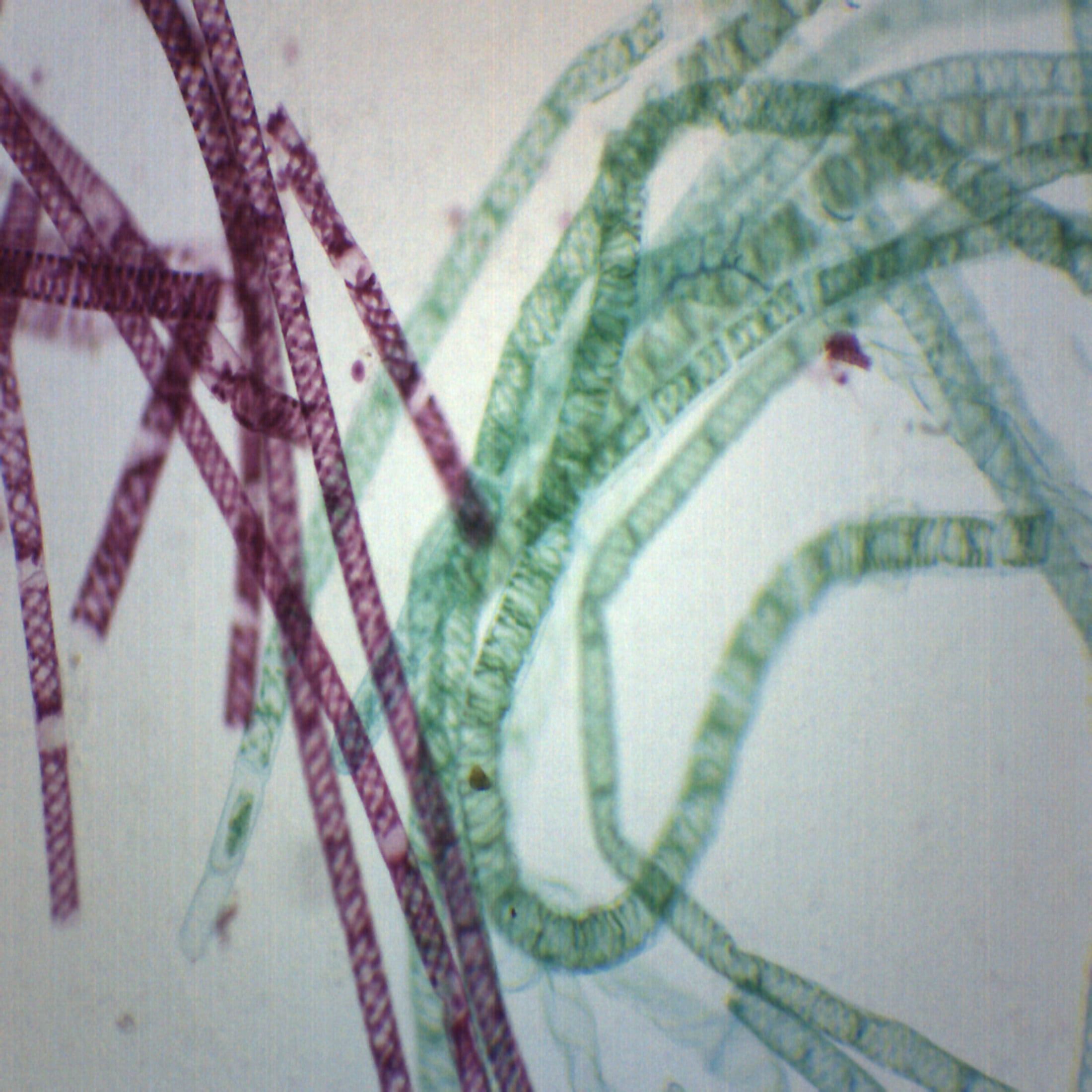25PK Vegetative Spirogyra, Wholemount - Prepared Microscope Slides ...