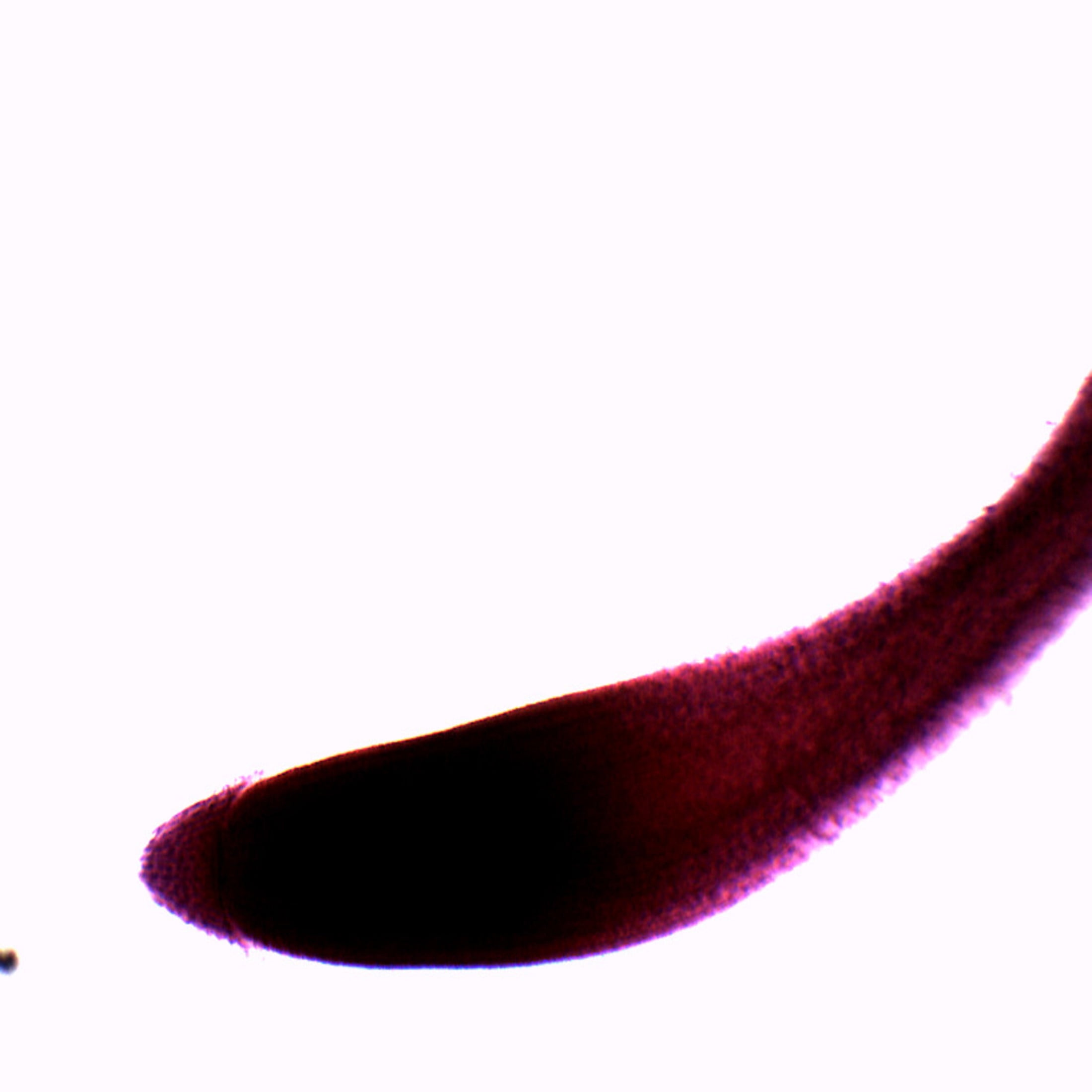 25PK Wheat Root Tip - Wholemount - Prepared Microscope Slides ...