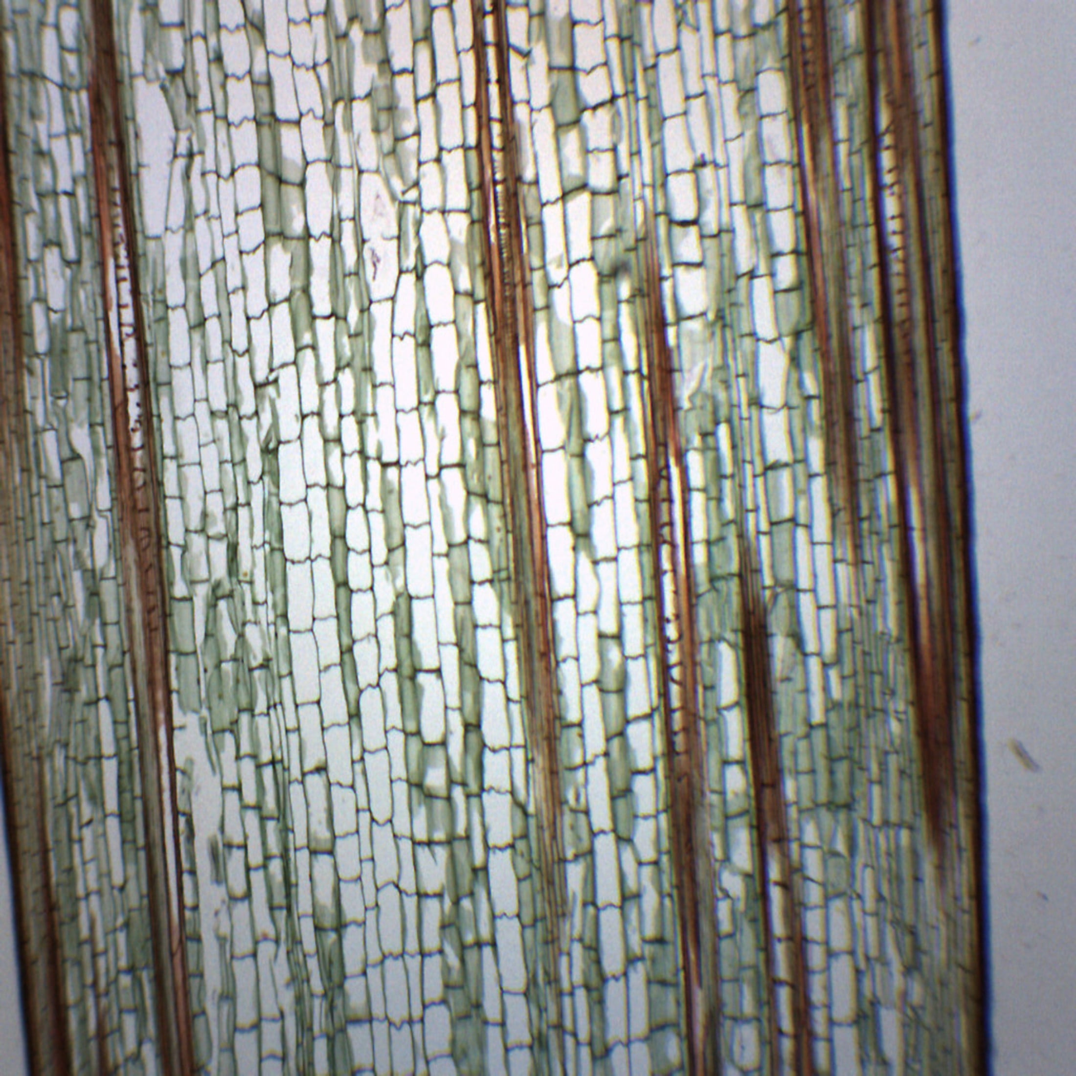 25PK Zea Mays Stem - Longitudinal Section - Prepared Microscope Slides ...