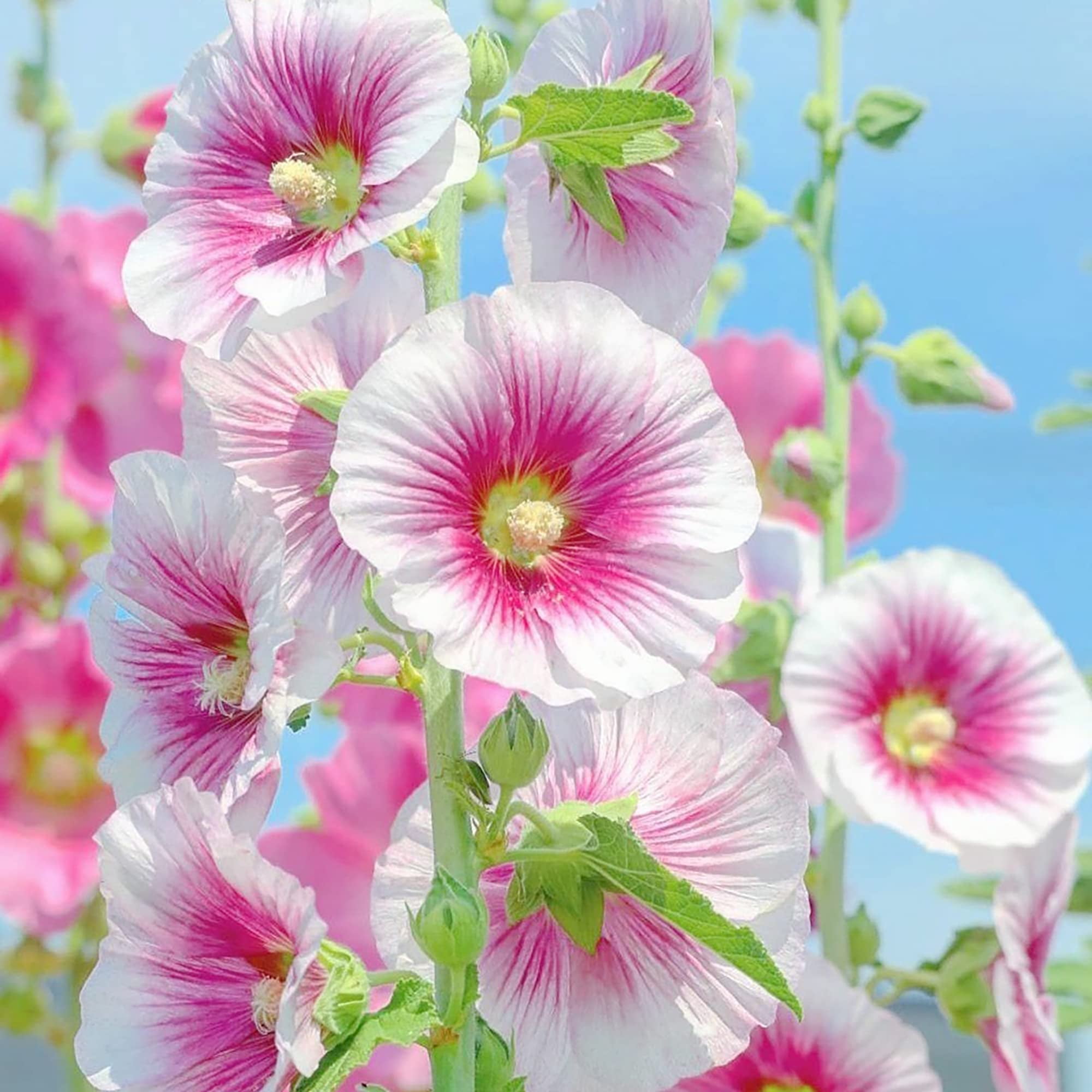 25Pcs Alcea Rosea Seeds for Planting Hollyhock H2FSDHeirloom Non-GMO ...
