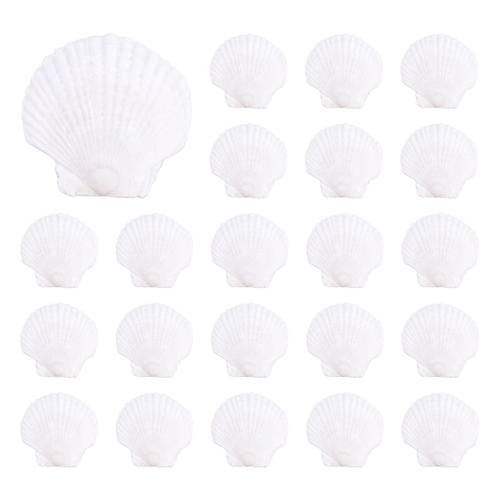 25Pcs Natural Scallop Shell, Special for Handmade DIY Production ...