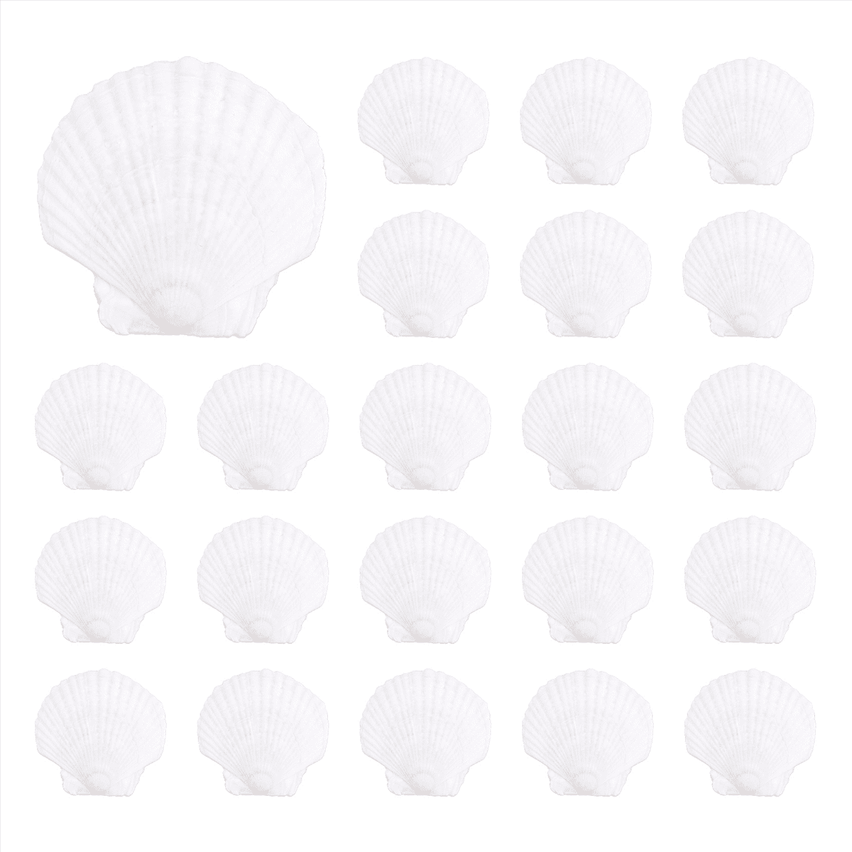 25Pcs Natural Scallop Shell, Special for Handmade DIY Production ...