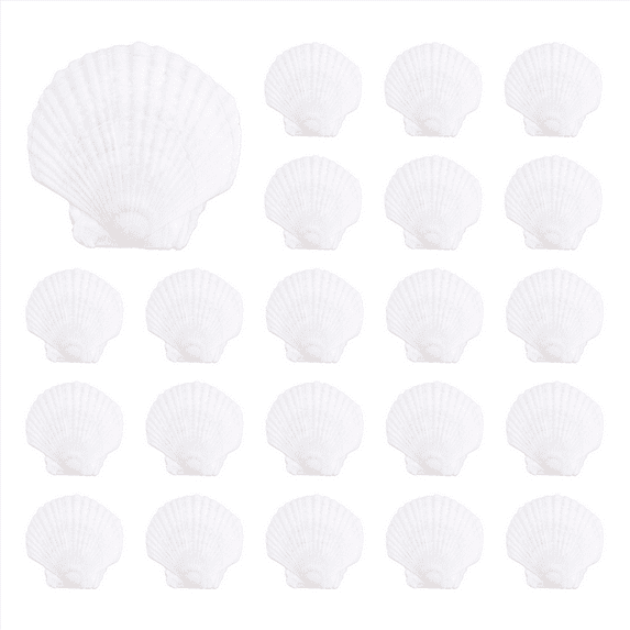 25Pcs Natural Scallop Shell, Special for Handmade DIY Production ...