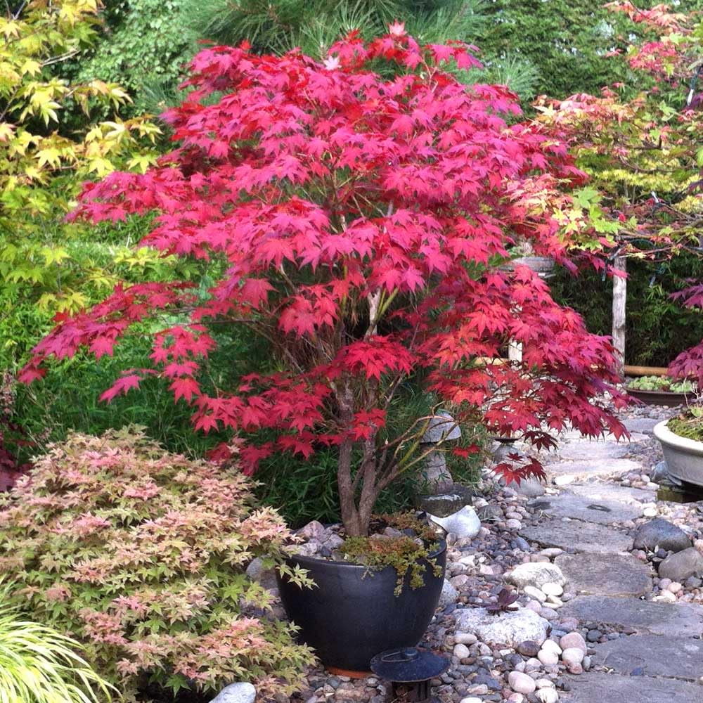 25pcs Red Japanese Maple Tree Seeds BSL1 Acer Palmatum Atropurpureum ...