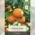 DeGroot Kishu Mandarin Citrus Live Tree - Walmart.com