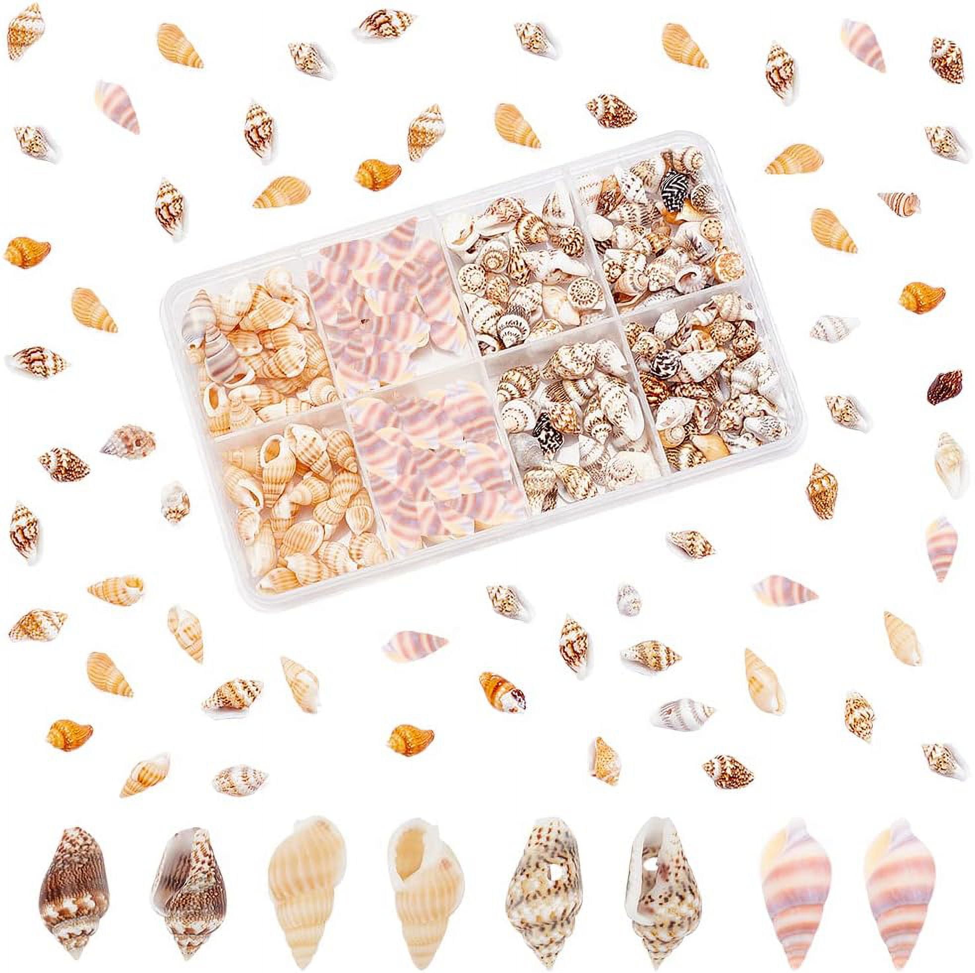 260pcs Sea Shells 4 Styles Ocean Spiral Seashells Tiny Beach Conch ...