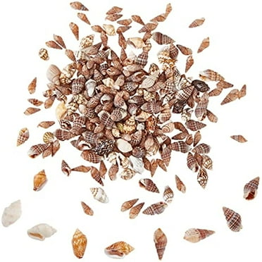 Conch Shell Large Sea Shells Garden Quality 6"-8" Conch Sea Shell Decor ...