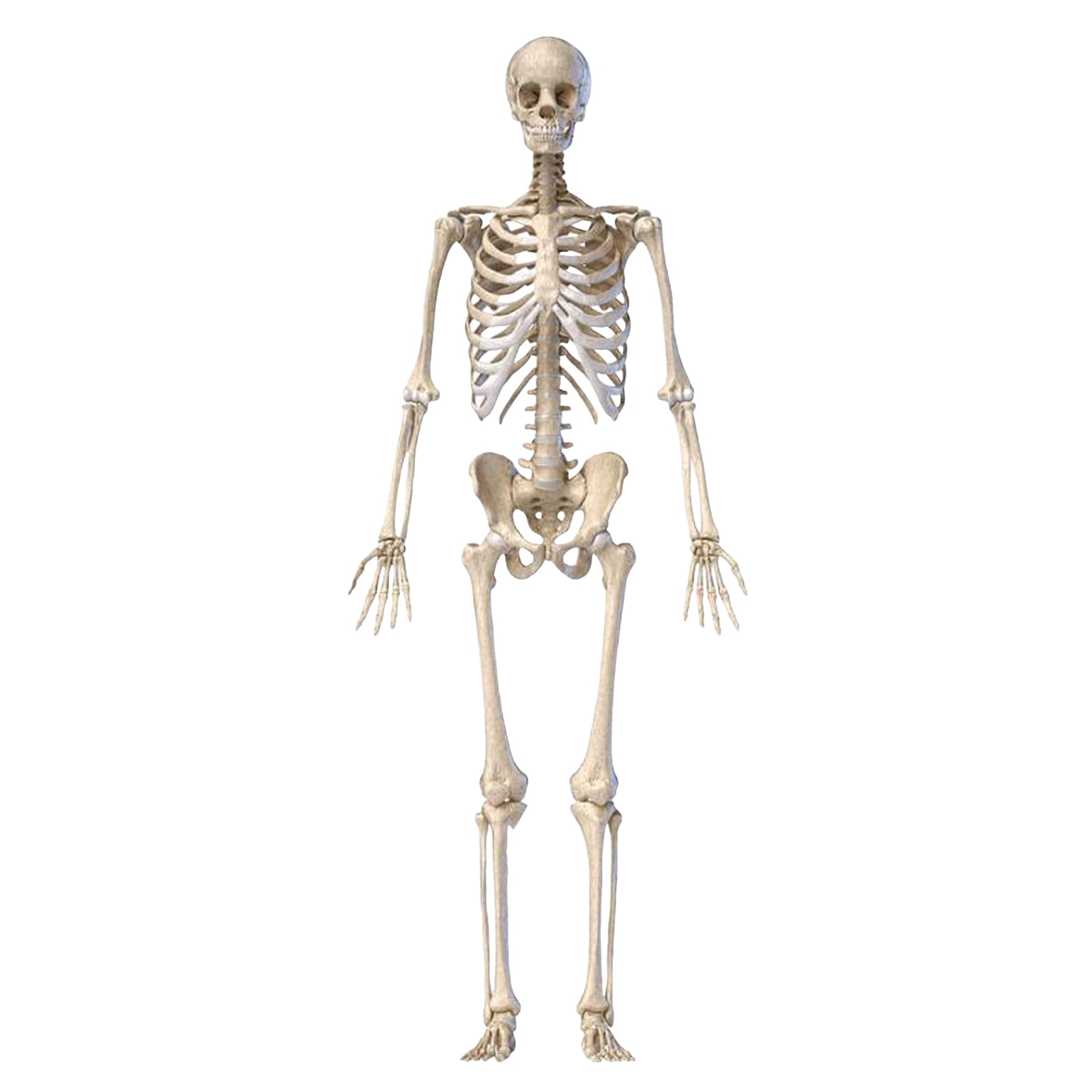 27.6inch ScarySkeleton Halloween Decorations Life Size HumanSkeleton ...