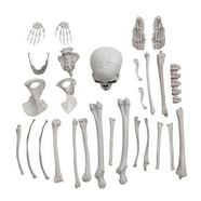 Buster Bonez 28" Skeleton Dog Halloween Decoration - Walmart.com