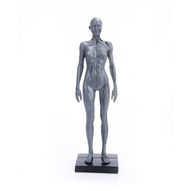28.5cm Height Human Acupuncture Anatomical Anatomy Skull Blood ...