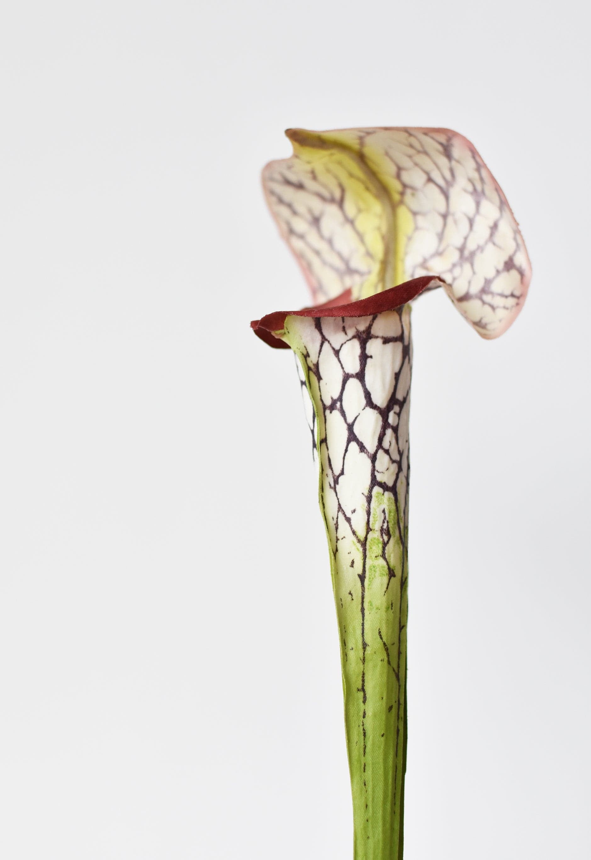 28" Faux Green/Burgundy Pitcher Plant Stem - Walmart.com