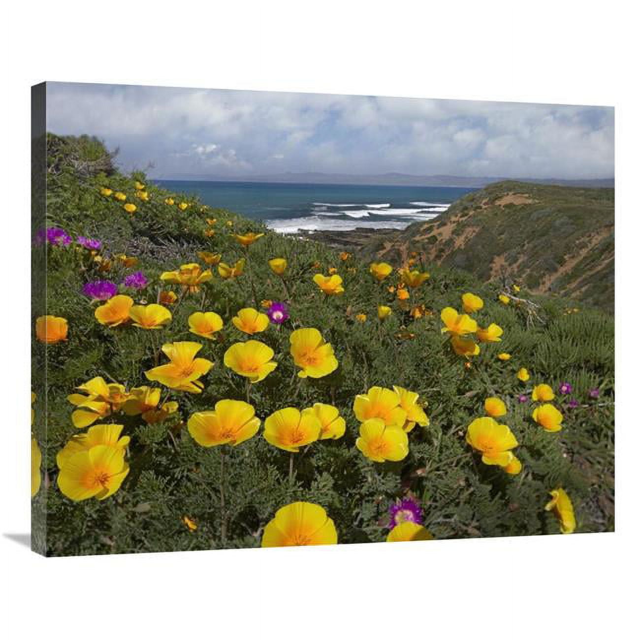 28 x 35 in. California Poppy Field, Montano De Oro State Park ...